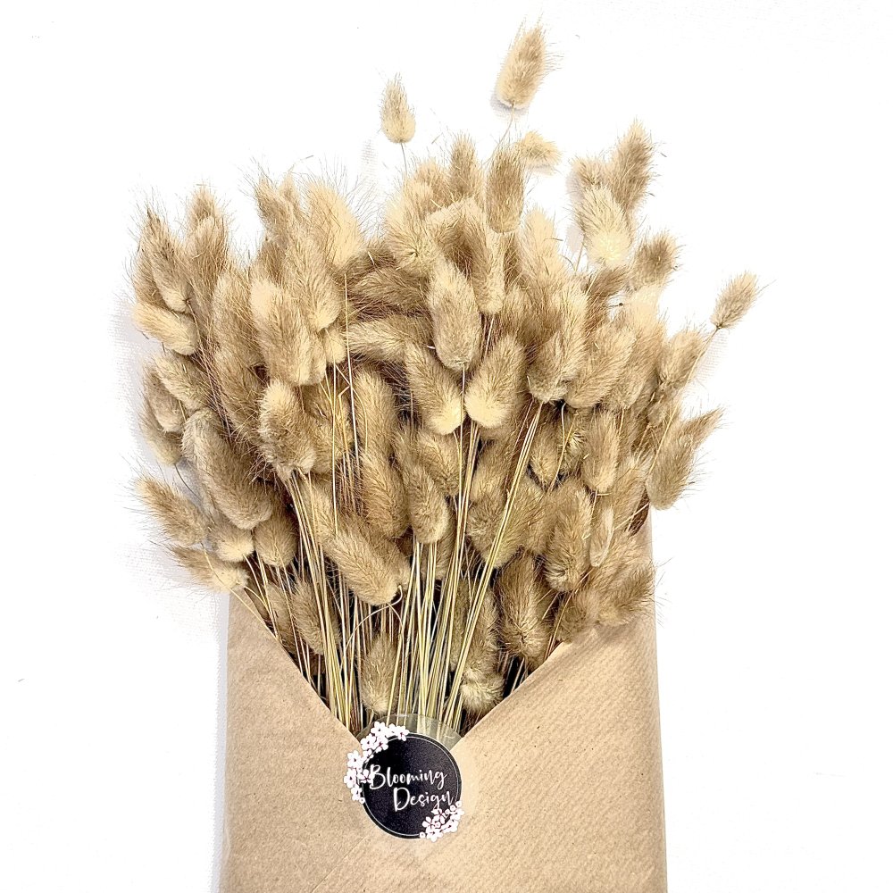 Sušený lagurus (králičí ocásek) přírodní :: Bloomingdesign